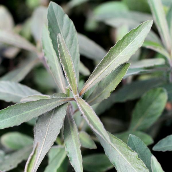 PF_SPQ　熱帯魚　_wp　_aqua　有茎　ハ行　hygrophila　水草　後景草　大きい　all_plants　20100926　decoy10　wp_kywrd　tcuytre　sp.　キツネノマゴ科　Acanthaceae