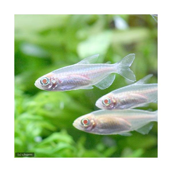 PF_SPQ　熱帯魚・エビ他　カラシン　テトラ等　アフリカ産　アルビノコンゴテトラ　１匹　fish_database　ビギナーにオススメ　Ｐｈｅｎａｃｏｇｒａｍｍｕｓ　ｉｎｔｅｒｒｕｐｔｕｓ　ｖａｒ．20101010　ＭＳ　tckajhsd...