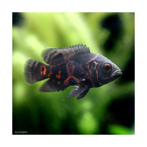 PF_SPQ　_aqua　熱帯魚・エビ他　シクリッドアメリカンシクリッド　タイガー・オスカー　１匹　fish_database　中南米産　ビギナーにオススメ　レッドタイガーオスカー　20110102　ＹＩ　cichlid_beta　tank...