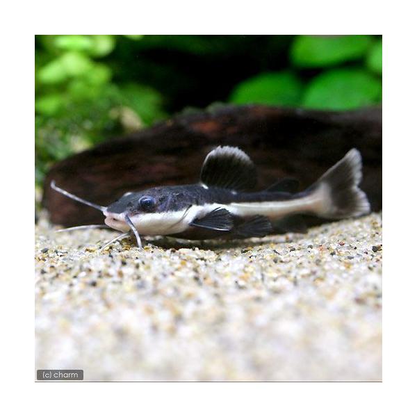 PF_SPQ　熱帯魚・エビ他　ナマズの仲間　レッドテール・キャット　レッドテールキャット　ベビー　１匹　fish_database　その他の熱帯魚　Ｐｈｒａｃｔｏｃｅｐｈａｌｕｓ　ｈｅｍｉｏｌｉｏｐｔｅｒｕｓ　20101030　ＭＳaqua...