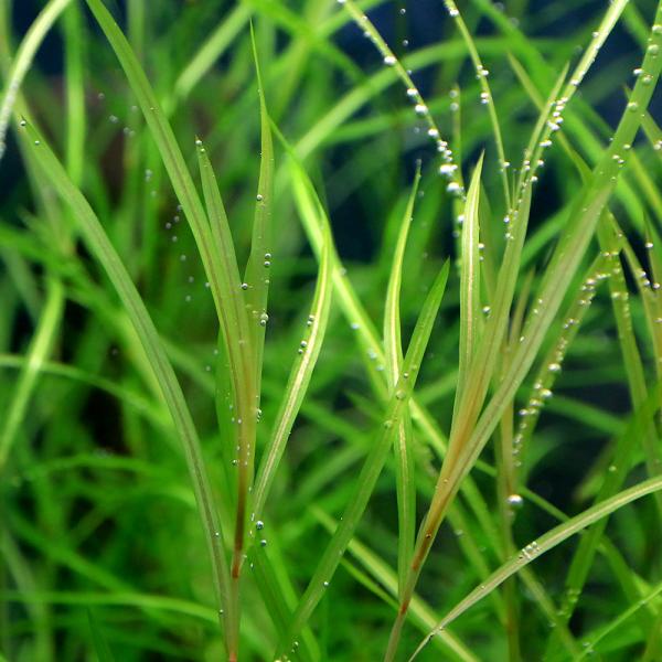 水草　後景草　透明感のある　細い　日本産　Ｐｏｔａｍｏｇｅｔｏｎ　ｏｘｙｐｈｙｌｌｕｓ　柳藻　オキシフィリス　オキシフィルス　ヒルムシロ科　Ｐｏｔａｍｏｇｅｔｏｎａｃｅａｅ　ヒルムシロ属　ヒルムシロ　YT　20020916　kaijo　p5...