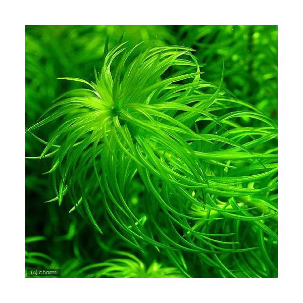 _aqua　熱帯魚　水草　後景草　透明感のある　all_plants　20101007　wp_kywrd　krafk44　lorkr14　mayoru26　bakopa05　wptop3_180815　weeklywplant　irupaq...