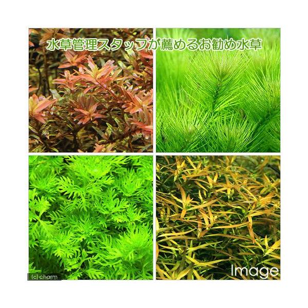 sfset　_aqua　熱帯魚　水草セット0809　水草　セット　ミックス　gw_水草　all_plants　wplant_part2　20101024　水草管理スタッフお勧め水草　wp_kywrd　souryomu0228　plantma...
