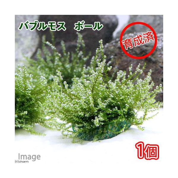 PF_SPQ　熱帯魚　活着する水草　コケの仲間　ボール各種　ボール・タイル水草　ボール状はこちら　ヤナギゴケ科　ヤナギゴケ属　Leptodictyum　riparium　バブルモス　ヤナギゴケ　ストリンジーモス　クリスタルモス　小型水槽用水...