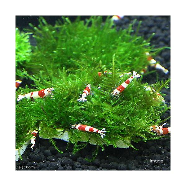 PF_SPQ　_wp　_aqua　熱帯魚　エビ他　ウィローモス特集　エビ用水草　水草　コケ　モス類　all_plants　ウィローモス　エビが喜ぶアクセサリ　20110123　YS　wp_kywrd　ikusei_　マット状はこちら　mos...