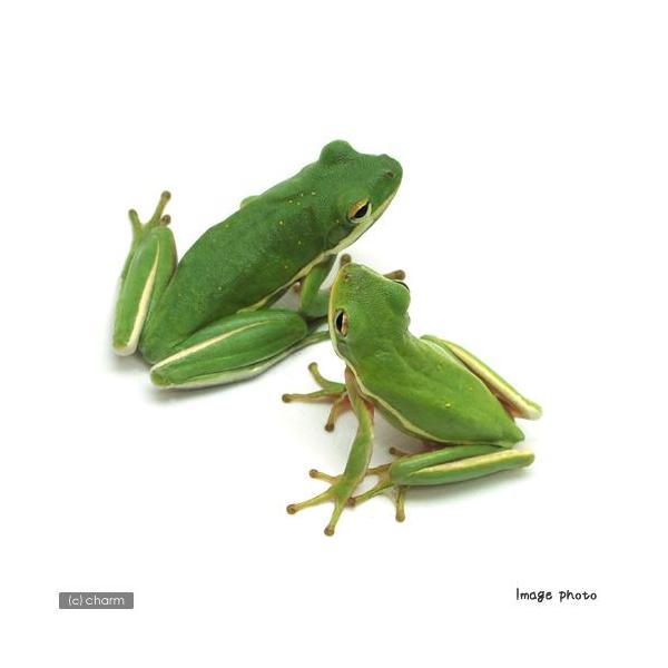 _hachu　Hylidae　カエル　オタマ　両生　両爬生体　亀・爬虫類カエル　amp_Frog　ＧＩ　najoasf　frog-ground0928　OSH　seitaieventaa202506