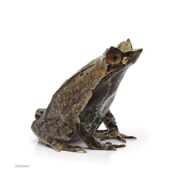 Ranidae　カエル　オタマ　両生　両爬生体　amp_Frog　amp_Land_Frog　terra_seitai　ＧＩ　爬虫類