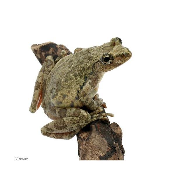PF_SPQ　Hylidae　カエル　両生　両爬生体　amp_Frog　terra_seitai　kokuubinn_ng　カジカガエル　河鹿蛙　Ｂｕｅｒｇｅｒｉａ　ｂｕｅｒｇｅｒｉ　_hachu　ＹＭ　reptile_databas　am...