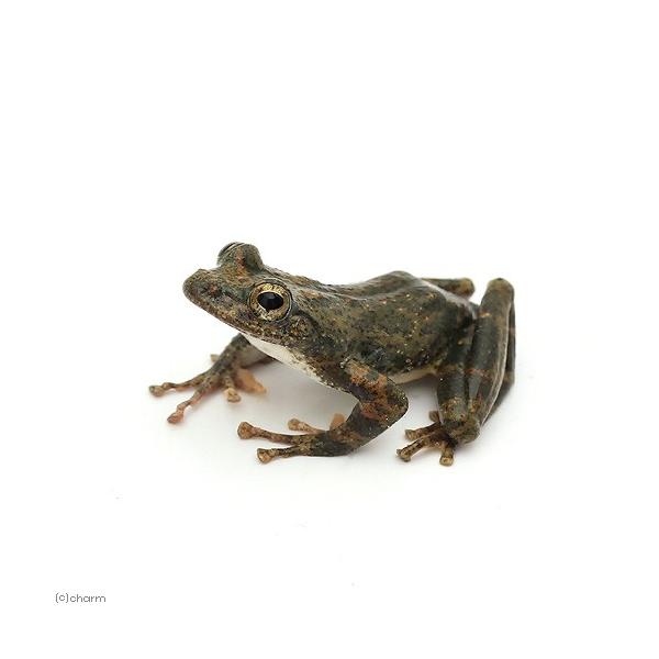 PF_SPQ　カエル　生体　_kame　Hylidae　両生　両爬生体　amp_Frog　terra_seitai　kokuubinn_ng　カジカガエル　河鹿蛙　Ｂｕｅｒｇｅｒｉａ　ｂｕｅｒｇｅｒｉ　_hachu　ＹＭ　reptile_d...