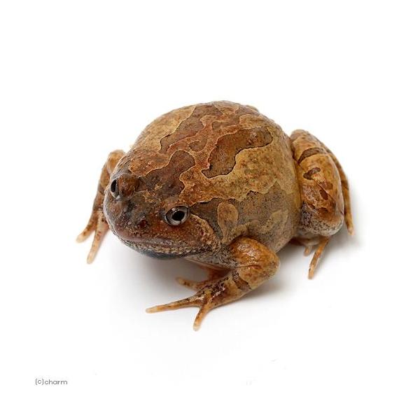 PF_SPQ　_hachu　Mycrohilidae　カエル　オタマ　両生　両爬生体　amp_Frog　amp_Land_Frog　terra_seitai　kokuubinn_ng　爬虫類　reptile_databas　kmwr_rep...