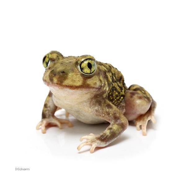 PF_SPQ　Microhylidae　カエル　両生　両爬生体　亀・爬虫類カエル　amp_Frog　terra_seitai　kokuubinn_ng　Dv54d　kmwr_rep_seitai　Couch's　Spadefoot　Toad...