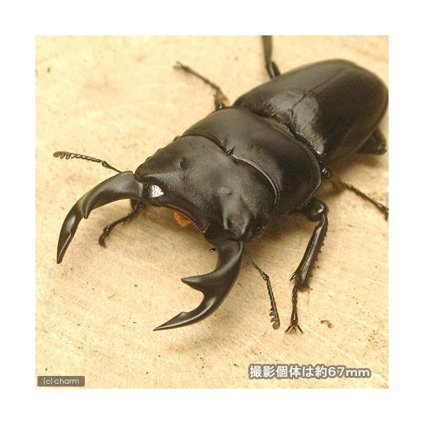 PF_SPQ　_insect　クワガタ　グランディス　外国産クワガタ　幼虫　Dorcus　grandis　formosanus　タイワンオオクワガタ