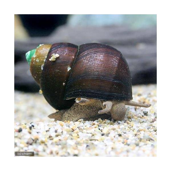 PF_SPQ　_aqua　hime_pond_snail　熱帯魚・エビ他　貝　種類で選ぶ　タニシ・カワニナ　オオタニシ　１匹　biotope　ビオトープにおすすめの生体　Ｃｉｐａｎｇｏｐａｌｕｄｉｎａ　ｊａｐｏｎｉｃａ　Ｂｅｌｌａｍｙａ　田...
