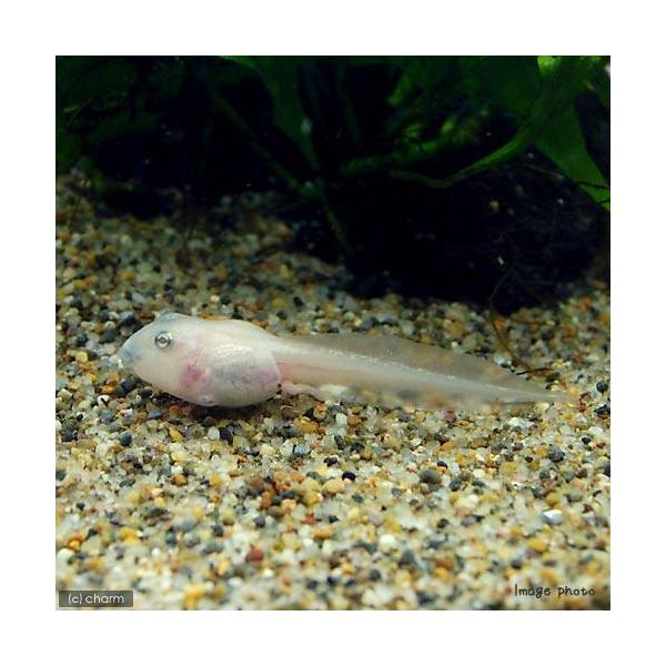 Leptodactylidae　カエル　オタマ　両生　両爬生体　亀・爬虫類　カエル　amp_Frog　▼クランウェルツノガエルオタマジャクシライムグリーン　20131022　GI　terra_seitai　amp_Ceratophrys　オ...