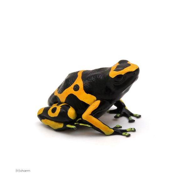 PF_SPQ　sfset　_hachu　Dendrobatidae　カエル　オタマ　両生　両爬生体　亀・爬虫類カエル　amp_Frog　amp_Land_Frog　terra_seitai　kokuubinn_ng　reptile_data...