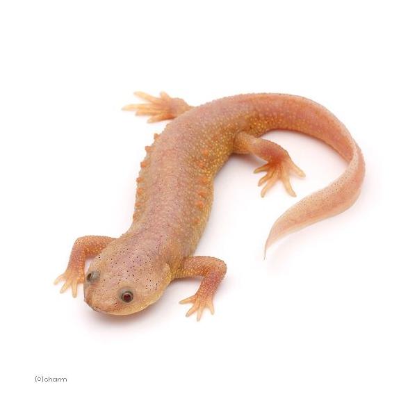 PF_SPQ　Urodela　その他生体　両爬生体　amp_Newt　terra_seitai　kokuubinn_ng　爬虫類　水棲　reptile_databas　kaijyo　ghszabvz　1hgvdj　yfgeag　4hsoas...