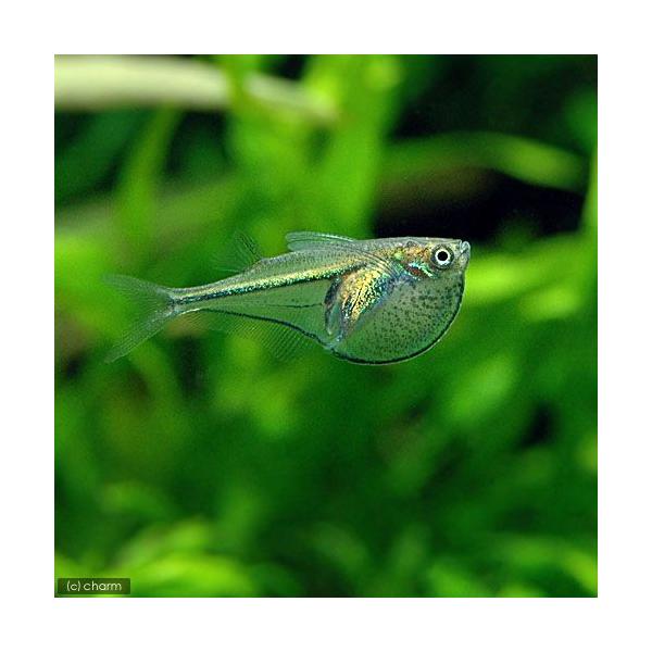 PF_SPQ　熱帯魚・エビ他　カラシン（テトラ等）　南米産（小型種）　ハチェット系　グラス・ハチェット　１匹　cool　小型水槽用小型カラシン　Ｃａｒｎｅｇｉｅｌｌａ　ｍｙｅｒｓｉ　ピグミーハチェット　terra_seitai　fish_d...