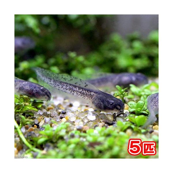 Hylidae　カエル　オタマ　両生　両爬生体　amp_Frog　terra_seitai　ＭＫ　kokuubinn_ng　シュレーゲルアオガエル　シュレーゲル青蛙　Ｒｈａｃｏｐｈｏｒｕｓ　ｓｃｈｌｅｇｅｌｉｉ　_hachu　reptile...