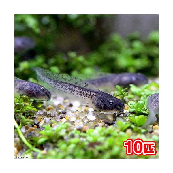 Hylidae　カエル　オタマ　両生　両爬生体　amp_Frog　terra_seitai　ＭＫ　kokuubinn_ng　シュレーゲルアオガエル　シュレーゲル青蛙　Ｒｈａｃｏｐｈｏｒｕｓ　ｓｃｈｌｅｇｅｌｉｉ　_hachu　reptile...
