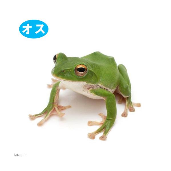 _hachu　Hylidae　カエル　両生　両爬生体　amp_Frog　terra_seitai　モリアオガエル　森青蛙　kokuubinn_ng　R_arboreus　amp_Land_Frog　GI　vjasnvda　kjfdava　n...