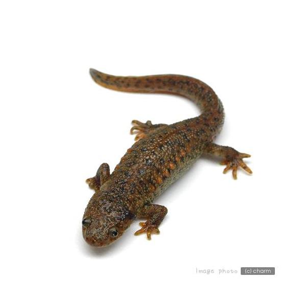 Urodela　熱帯魚・エビ他　ザリガニ・その他生体　両爬生体　amp_Newt　terra_seitai　kokuubinn_ng　爬虫類　水棲　eccentric_amp　9co8AZcs_musr　9cAs_Mnjn83　kaijyo...