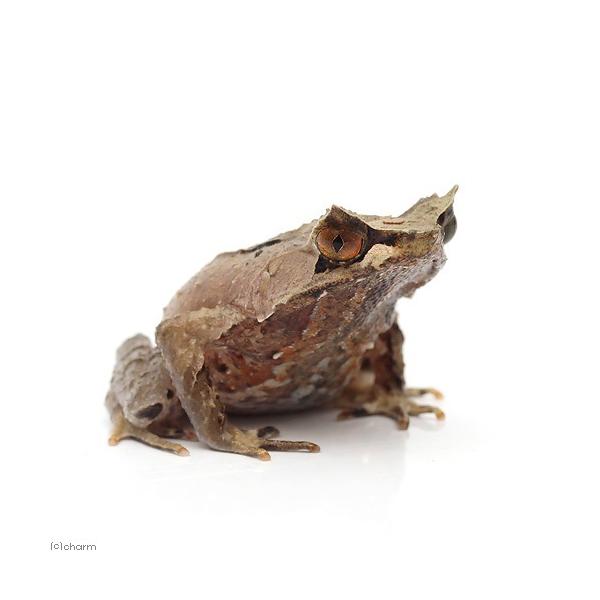 PF_SPQ　Ranidae　カエル　オタマ　両生　両爬生体　amp_Frog　amp_Land_Frog　terra_seitai　FI　20250328　爬虫類　reptile_databas　seitaieventkr202506　ヤ...