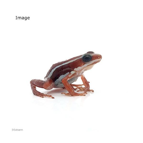 PF_SPQ　カエル　生体　sfset　_hachu　Dendrobatidae　オタマ　両生　両爬生体　亀・爬虫類カエル　amp_Frog　amp_Land_Frog　terra_seitai　kokuubinn_ng　reptile_d...