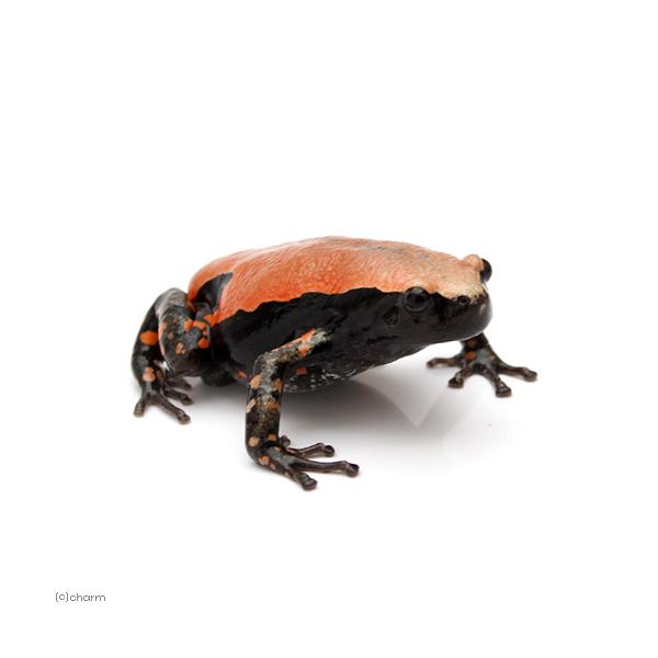 PF_SPQ　sfset　_hachu　Mycrohilidae　カエル　オタマ　両生　両爬生体　amp_Frog　amp_Land_Frog　terra_seitai　kokuubinn_ng　reptile_databas　201506...