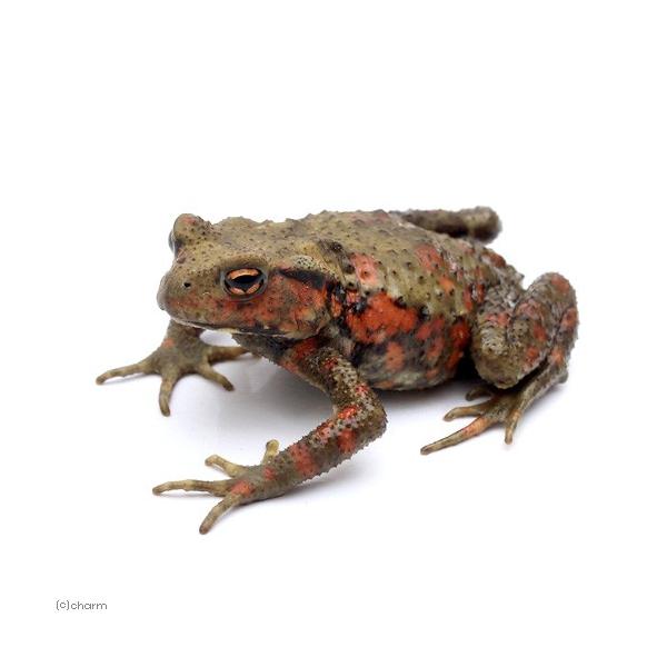 PF_SPQ　sfset　_hachu　Mycrohilidae　カエル　両生　両爬生体　amp_Frog　amp_Land_Frog　terra_seitai　kokuubinn_ng　Ｂｕｆｏ　ｔｏｒｒｅｎｔｉｃｏｌａ　１匹　ナガレヒキ...