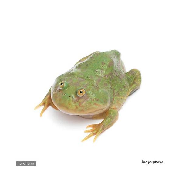 PF_SPQ　カエル　生体　sfset　_hachu　Leptocactylidae　亀・爬虫類　オタマ　両生　亀・爬虫類カエル　amp_Frog　terra_seitai　両爬生体　kokuubinn_ng　reptile_databas...