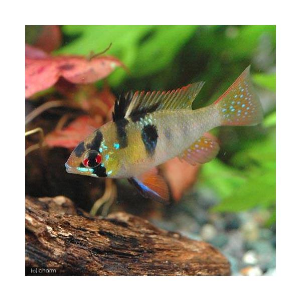 PF_SPQ　熱帯魚・エビ他　シクリッド　種類で選ぶ　アピスト・ラミレジィ・他　ジャーマン・ラミレジィ　ジャーマンラミレジィ　１匹　中南米産　ビギナーにオススメ　スポット　ドイツラム　ドイツアピスト　Ｍｉｃｒｏｇｅｏｐｈａｇｕｓ　Ｐａｐｉｌ...