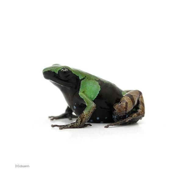PF_SPQ　sfset　_hachu　Hylidae　カエル　オタマ　両生　両爬生体　亀・爬虫類カエル　amp_Frog　terra_seitai　kokuubinn_ng　amp_Tree_Frog　ＲＹＭ　20160331　Ｍａｎｔｅ...