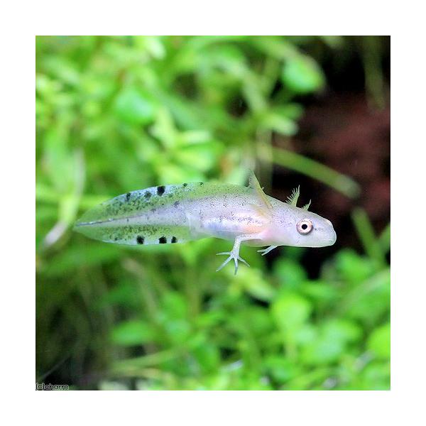PF_SPQ　_hachu　Urodela　Salamandridae　両爬生体　亀・爬虫類サラマンダー　amp_Salamander　ＲＹＭ　20160513　kaijyo