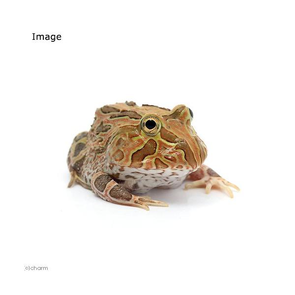 PF_SPQ　_hachu　sfset　Leptodactylidae　カエル　オタマ　両生　両爬生体　亀・爬虫類カエル　amp_Frog　vlaec41　arlfo04　mrwqh26　amp_Ceratophrys　amp_Land_F...