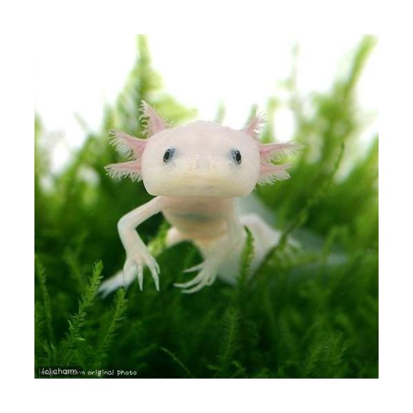 PF_SPQ　ウーパールーパー　亀・爬虫類　生体　イモリ／サラマンダー　白　１匹　Ｓサイズ　ウーパールーパー各種　Urodela　熱帯魚・エビ他　両爬　amp_Axolotl　_hachu　reptile_databas　amp_Ambys...