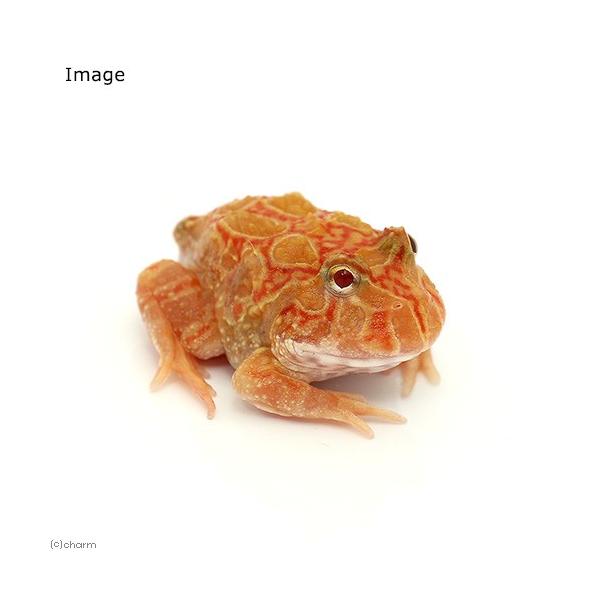 PF_SPQ　sfset　_hachu　Leptodactylidae　カエル　オタマ　両生　両爬生体　亀・爬虫類カエル　amp_Frog　amp_Ceratophrys　amp_Land_Frog　terra_seitai　kokuubi...