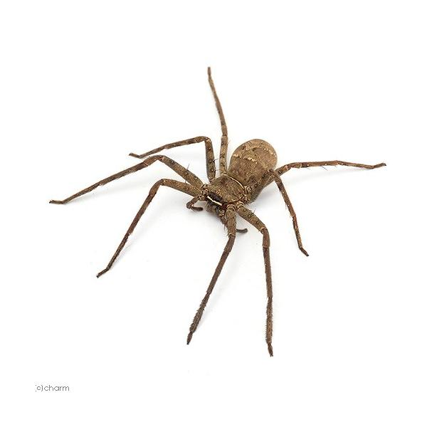 PF_SPQ　_insect　昆虫　奇虫　奇蟲　アシダカグモ　クモ　Heteropoda　venatoria　insect_database　restock　kongetsunyukainsect
