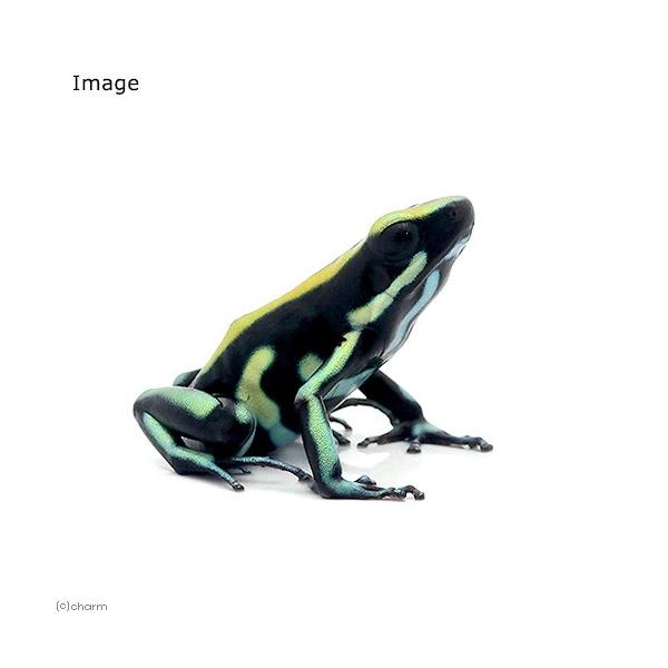 PF_SPQ　カエル　生体　_hachu　sfset　Dendrobatidae　オタマ　両生　両爬生体　亀・爬虫類カエル　amp_Frog　amp_Land_Frog　terra_seitai　kokuubinn_ng　reptile_d...
