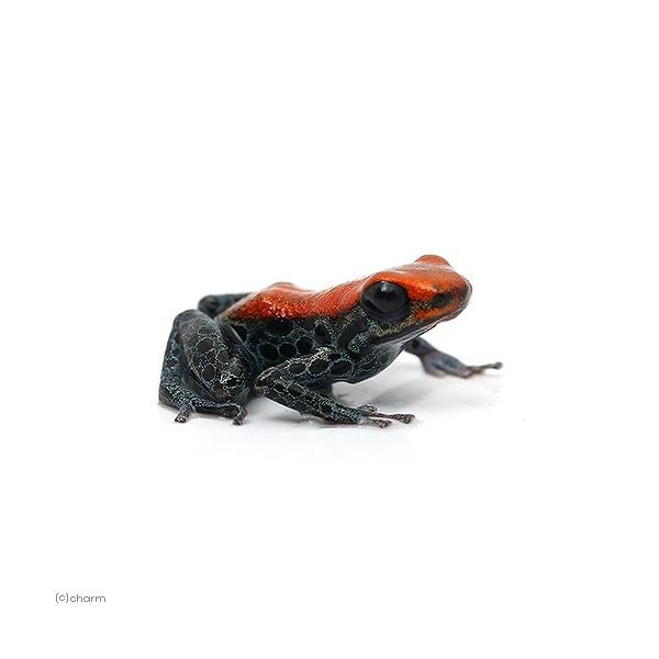 PF_SPQ　カエル　生体　_hachu　sfset　Dendrobatidae　Ranitomeya　オタマ　両生　両爬生体　亀・爬虫類カエル　amp_Frog　amp_Land_Frog　terra_seitai　kokuubinn_n...