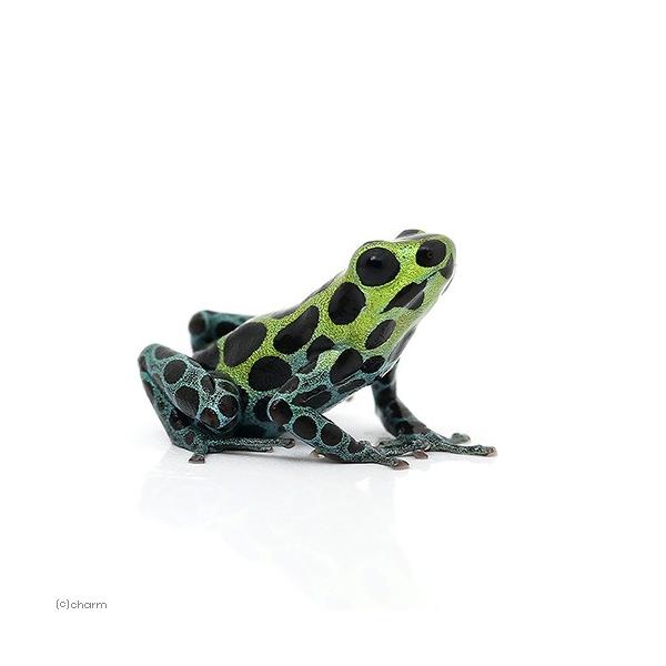 PF_SPQ　カエル　生体　_hachu　sfset　Dendrobatidae　Ranitomeya　オタマ　両生　両爬生体　亀・爬虫類カエル　amp_Frog　amp_Land_Frog　terra_seitai　kokuubinn_n...