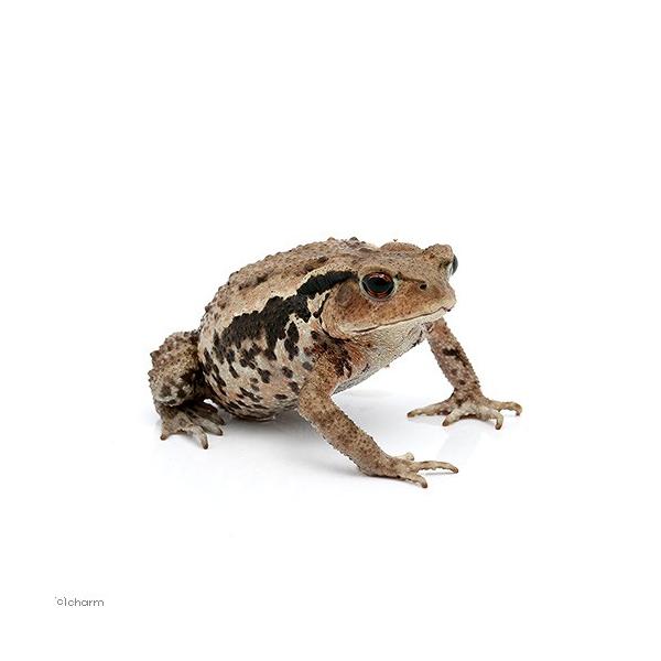 PF_SPQ　カエル　生体　Mycrohilidae　両生　両爬生体　amp_Frog　amp_Land_Frog　terra_seitai　kokuubinn_ng　１匹　アズマヒキガエル　ガマガエル　東ひき蛙　東蟇蛙　東蟾蜍　GI　爬虫...
