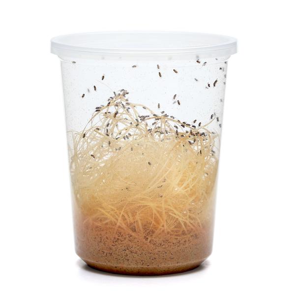 PF_SPQ　frditem_hidden　_kame　生き餌　_aqua　大型魚エサ　爬虫類エサ　器具　餌　給餌器　生餌　ブライン　爬虫類生餌　▼トリニドショウジョウバエ　フライトレス　rep_food_fruitfly　repfoodf...