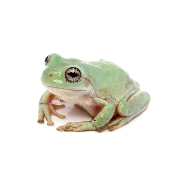 PF_SPQ　カエル　生体　Hylidae　両生　両爬生体　亀・爬虫類カエルmp_Frog　terra_seitaimp_Tree_Frogokuubinn_ng　peroq_s　jduge_s　reptile_databas　amp_Tr...