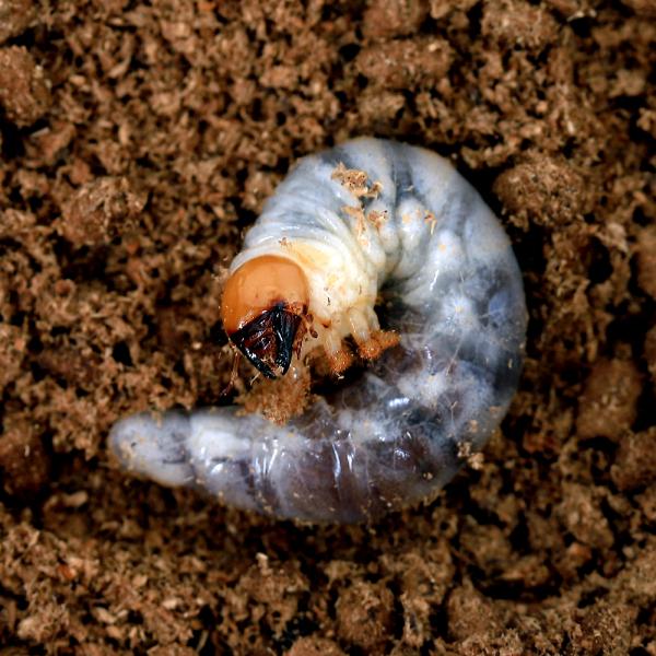 ▲クワガタ　色虫　カブト・クワガタ・用品　カブトムシ・クワガタ　外国産クワガタ（幼虫）　▲クワガタ色虫　ワメナパプキン幼虫　nws121025昆虫　wkl121108昆虫　_insect　kaijyo　パプキン　Ｌａｍｐｒｉｍａ　ａｄｏｌｐ...