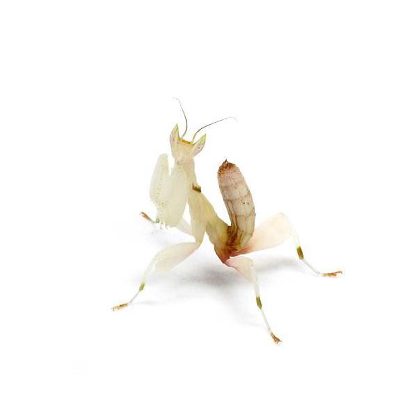 PF_SPQ　昆虫　カマキリ　外国産カマキリ　マンティス　Hymenopus　coronatus　カマキリ　ハナカマキリ　ランカマキリ　直翅類　ＭＫ　y26m09 restock kongetsunyukainsect YO