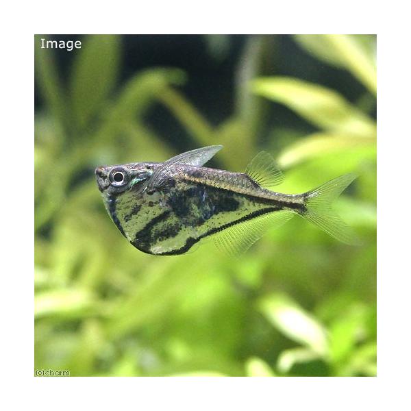 _aqua　熱帯魚・エビ他　カラシン　テトラ等　南米産　小型種　ハチェット系　マーブル・ハチェット　１匹　Ｃａｒｎｅｇｉｅｌｌａ　ｓｔｒｉｇａｔａ　terra_seitai　fish_database　tanpin_ittenfish　ka...