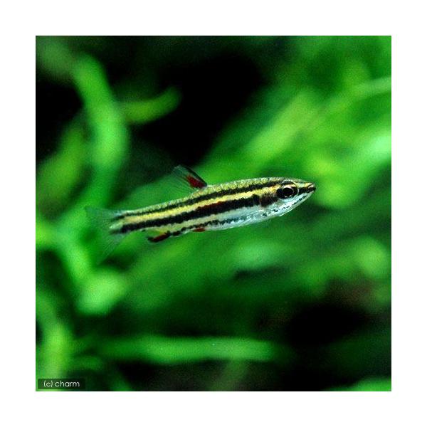 PF_SPQ　_aqua　熱帯魚・エビ他　カラシン　テトラ等　南米産　小型種　ペンシル・細身系　fish_database　マギナータス　マジナータスペンシルフィッシュ　１匹　Ｎａｎｎｏｓｔｏｍｕｓ　ｍａｒｇｉｎａｔｕｓ　ドワーフペンシルフ...