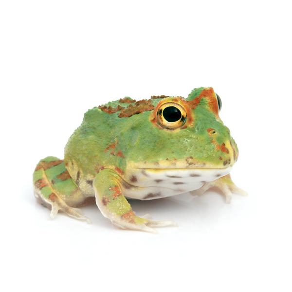 PF_SPQ　_hachu　sfset　Leptodactylidae　カエル　オタマ　両生　両爬生体　亀・爬虫類　amp_Frog　terra_seitai　ツノガエル　ユビナガガエル　amp_Land_Frog　kokuubinn_ng...