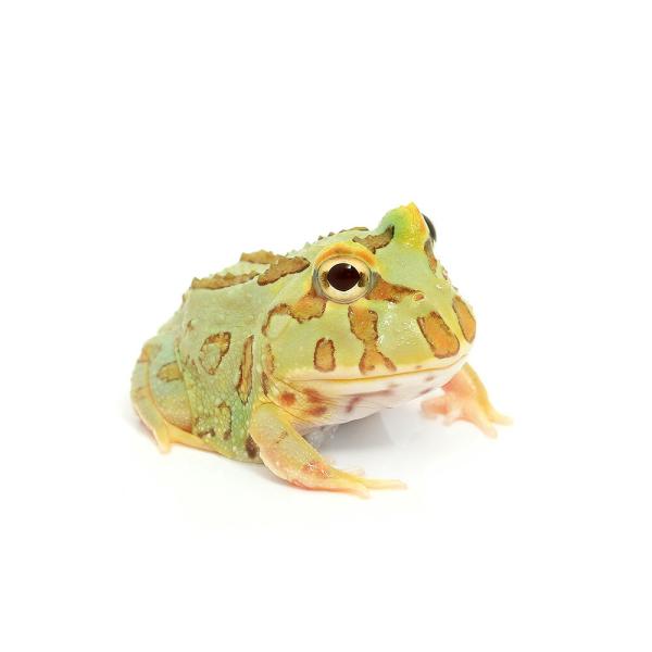 PF_SPQ　カエル　生体　Leptodactylidae　オタマ　両生　両爬生体　亀・爬虫類カエル　smp_Frog　smp_Ceratophry　smp_Land_Frog　terra_seitai　爬虫類　okuubinn_ng　fr...