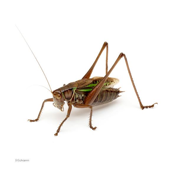 _insect　ヒガシキリギリス　オス　鳴き虫　Ｇａｍｐｓｏｃｌｅｉｓ　ｍｉｋａｄｏ　insect_database　20130829　MS　kaijyo　ensifera0827　直翅目　バッタ　鳴く虫　y26m07 restock ko...